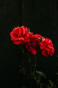 Julie Delgado Photography