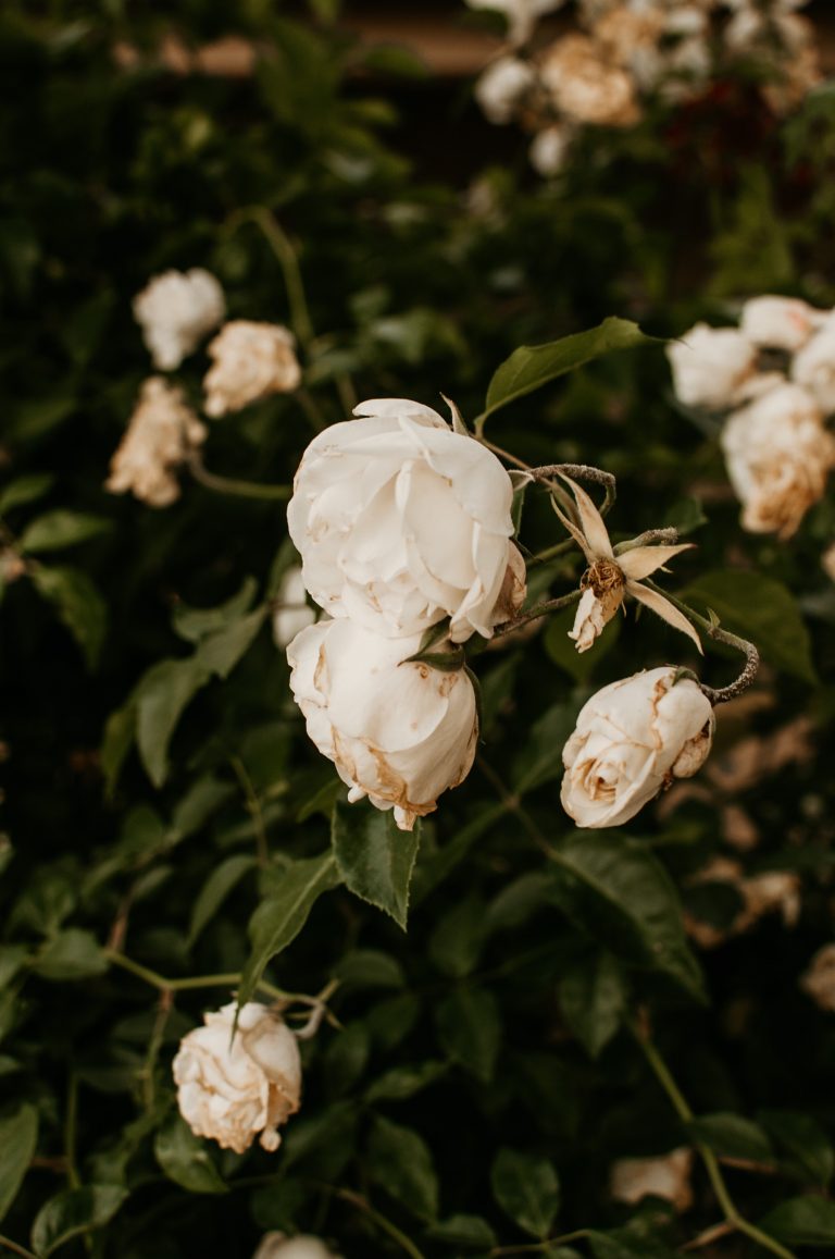 Julie Delgado Photography